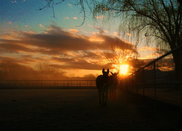 Donkeys | Morning Bray Farm | Page 31