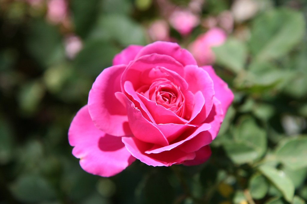 Saturday Stuff – A rose | Morning Bray Farm