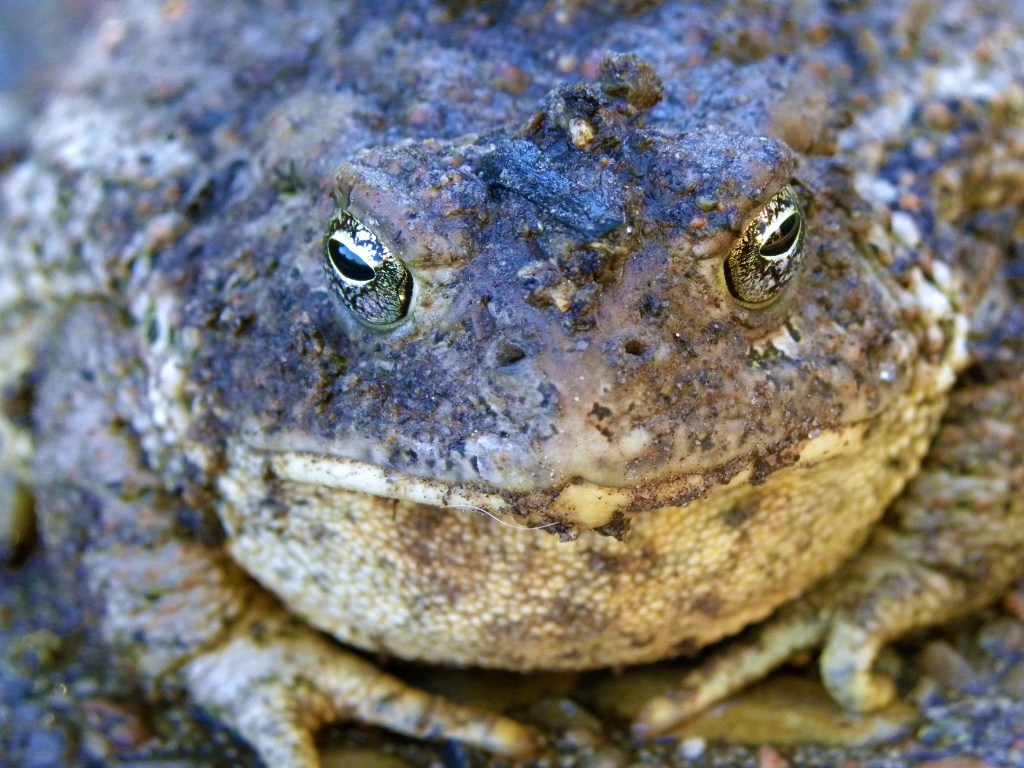Hospitality for the toad | Morning Bray Farm