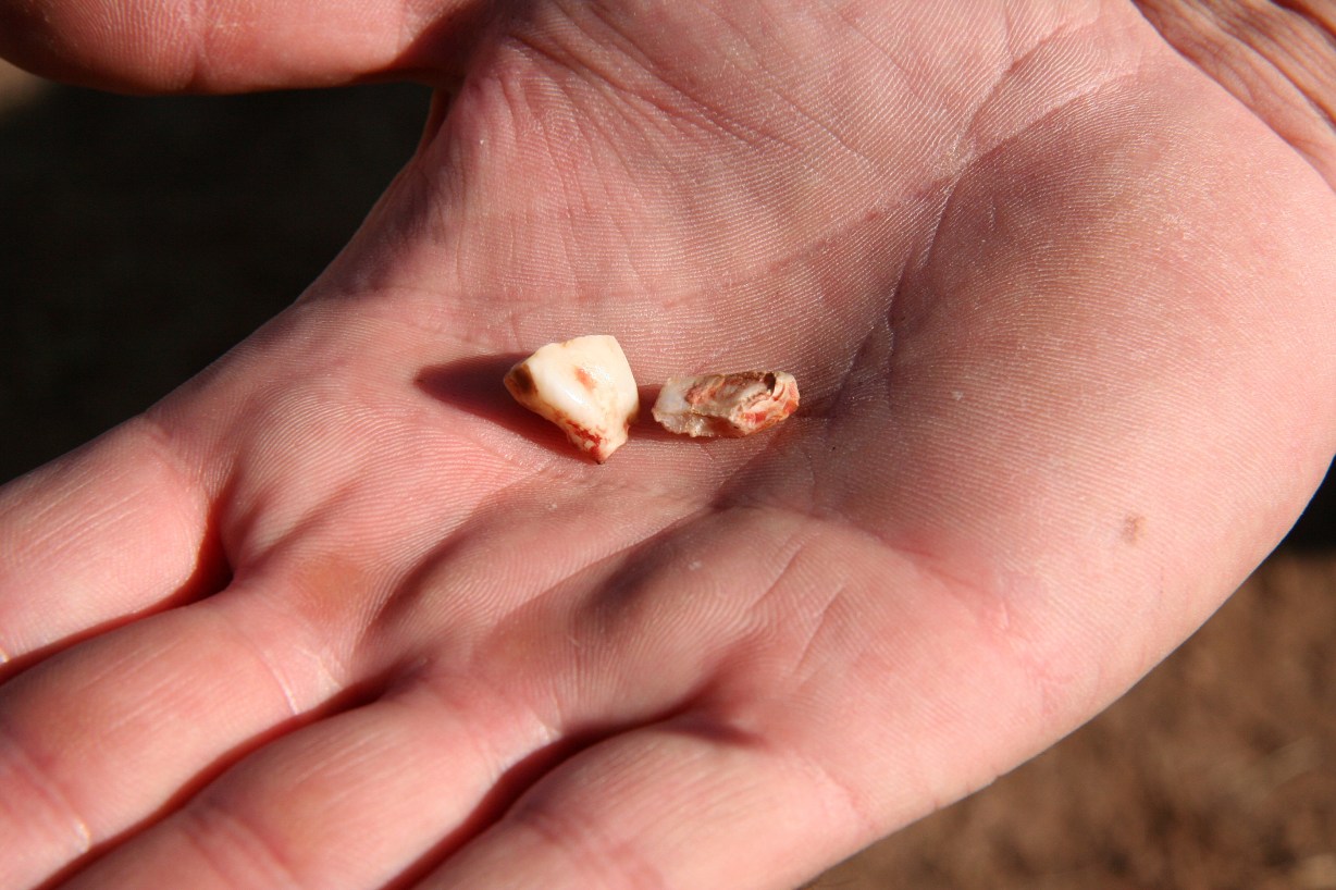 donkey teeth | Morning Bray Farm