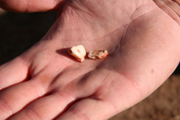 donkey teeth | Morning Bray Farm