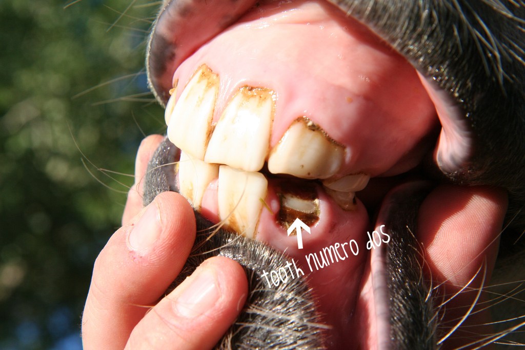 donkey teeth | Morning Bray Farm