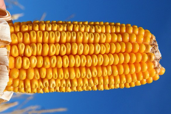 Albuquerque Maize Maze