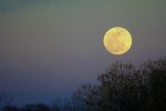 Full moon rising | Morning Bray Farm