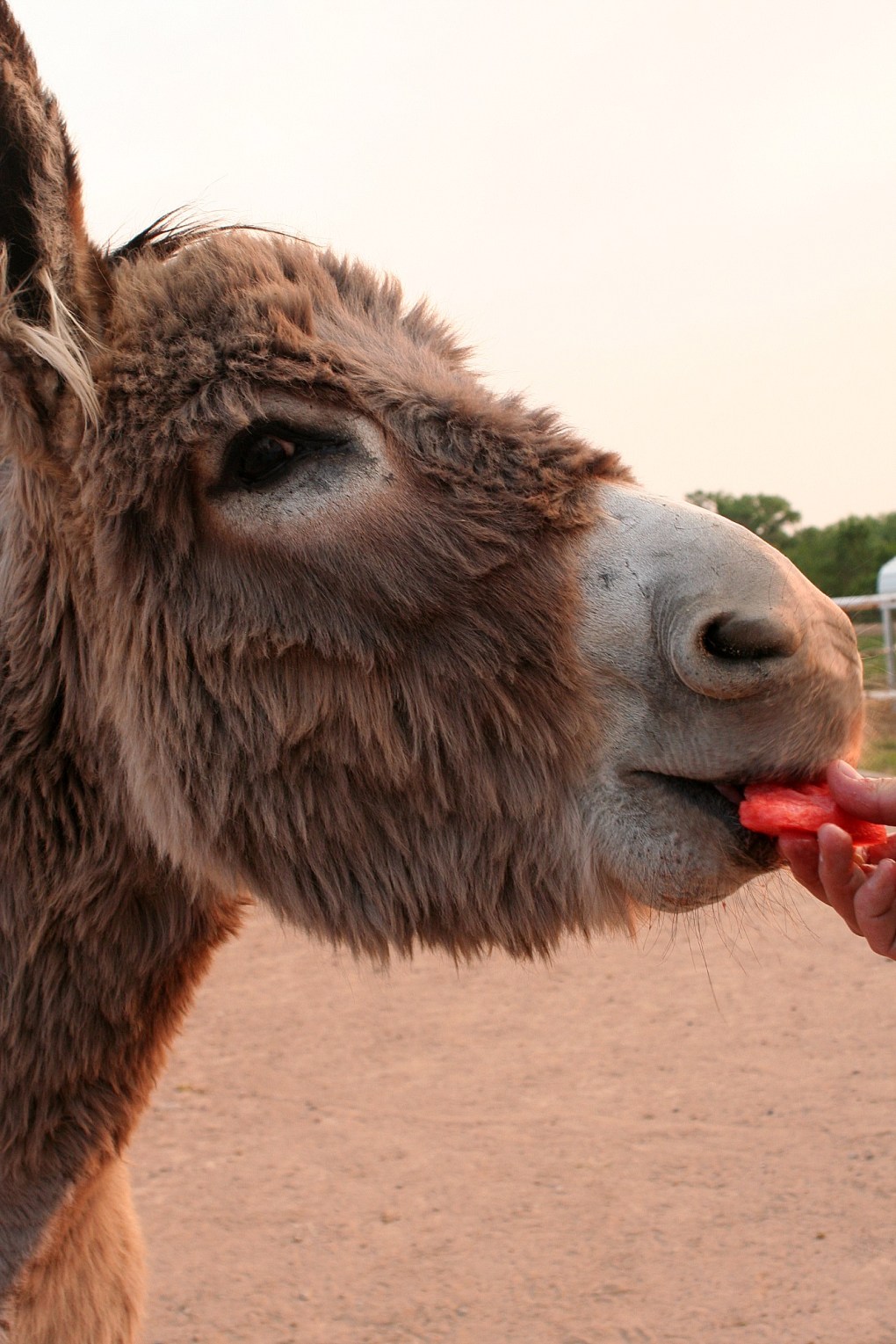 What the angels eat | Morning Bray Farm