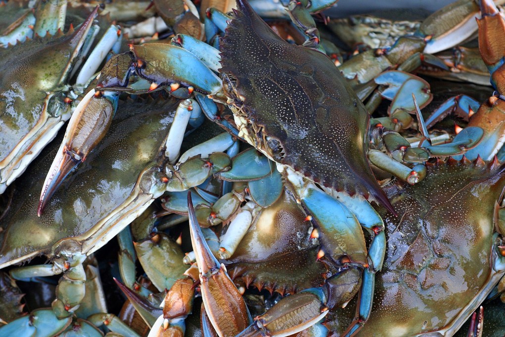 Maryland blue crabs | Morning Bray Farm