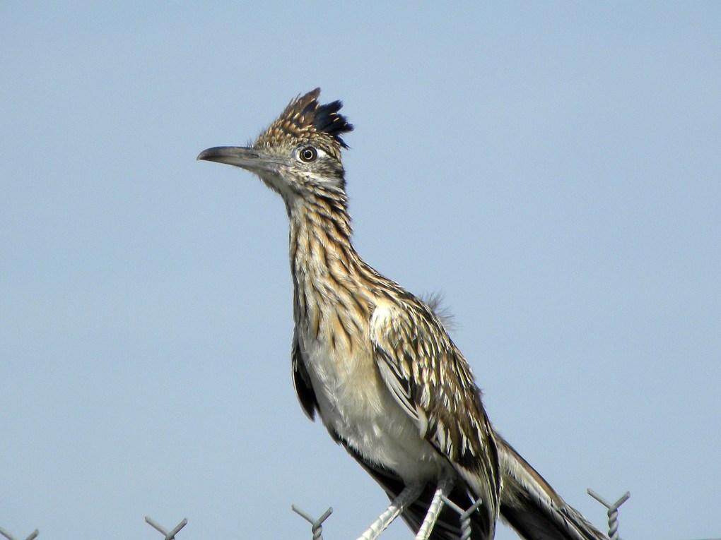 New Mexico state bird | Morning Bray Farm