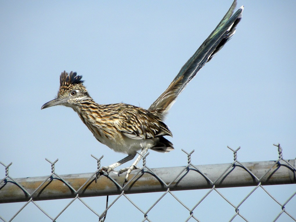 New Mexico state bird | Morning Bray Farm