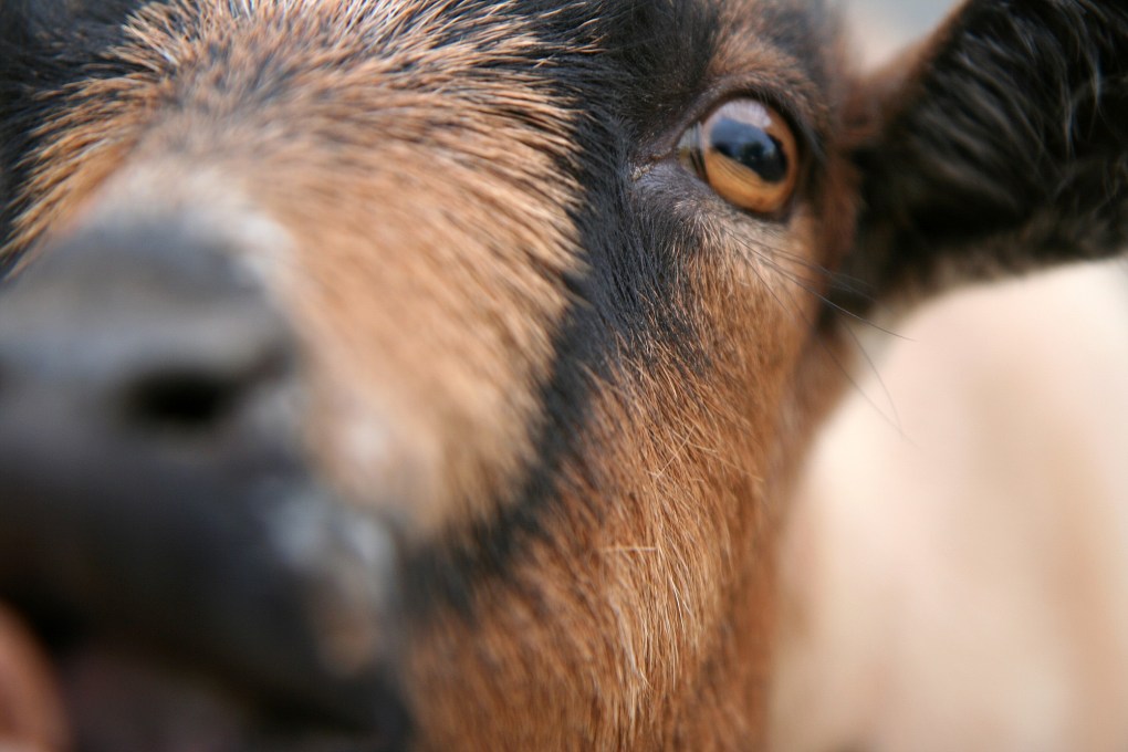 The people who feed peppermints to goats | Morning Bray Farm