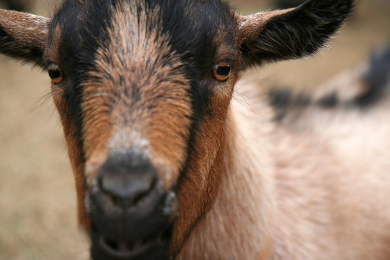 The people who feed peppermints to goats | Morning Bray Farm