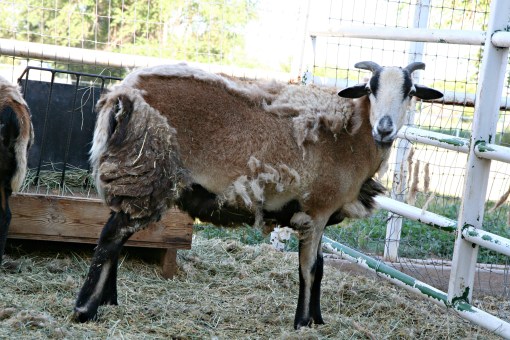 Sheep | Morning Bray Farm