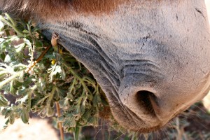 goathead | Morning Bray Farm