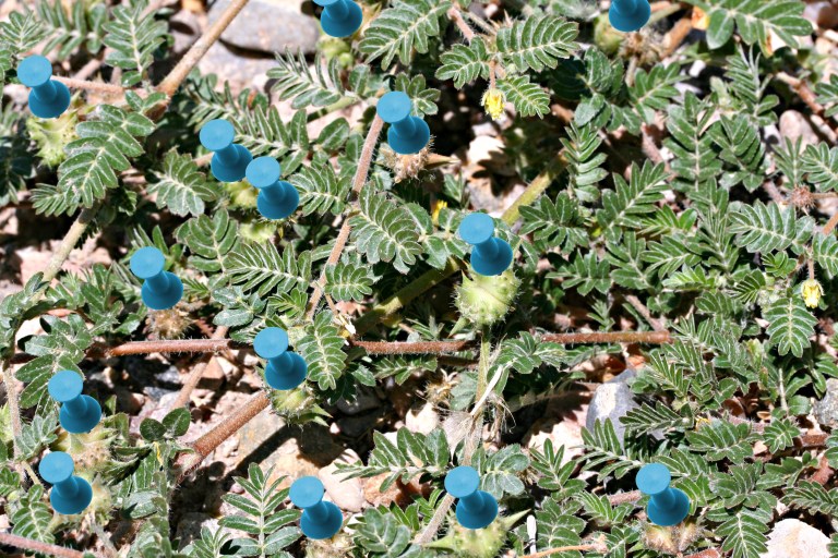 goathead | Morning Bray Farm