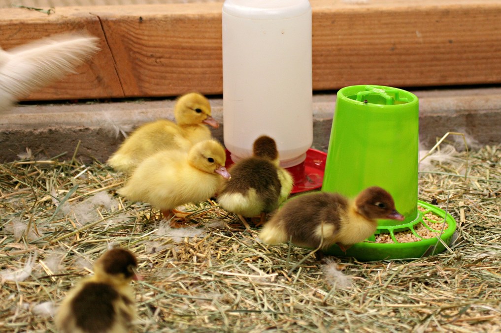 We love little baby ducks | Morning Bray Farm