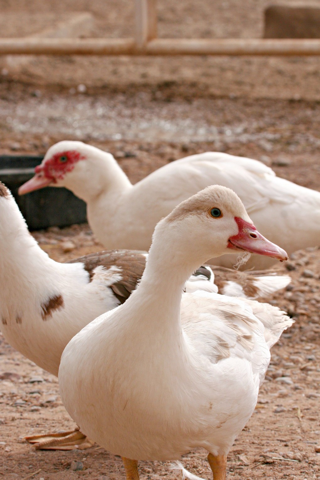 Muscovy ducks | Morning Bray Farm