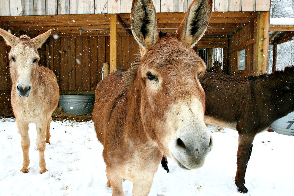 Morning Bray Farm | Dogs, donkeys and life on our farm | Page 6