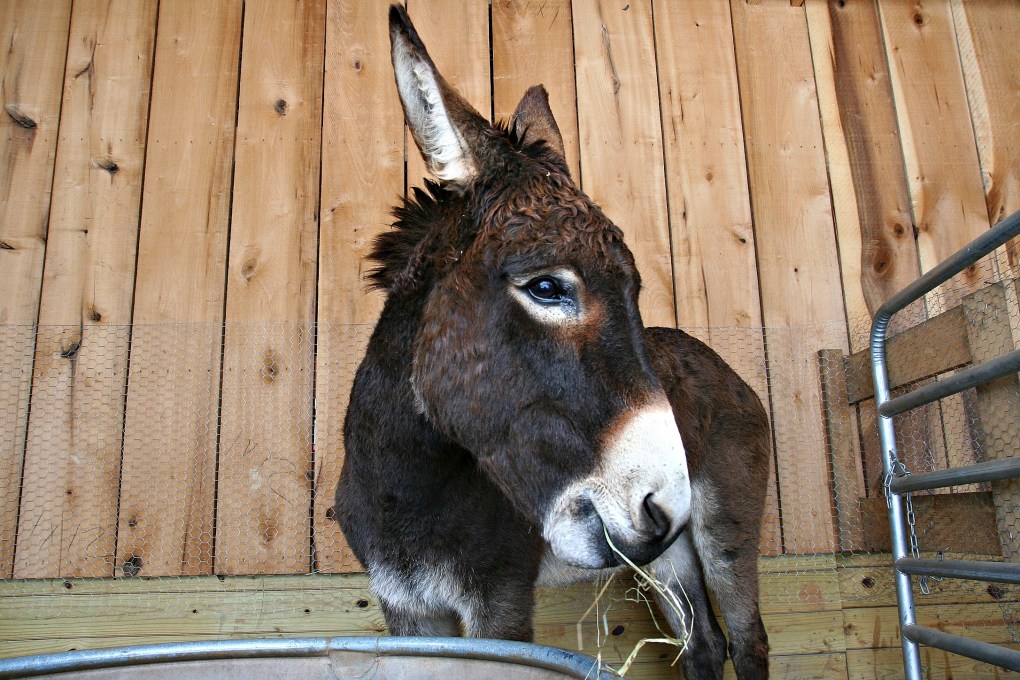 Morning Bray Farm | Dogs, donkeys and life on our farm | Page 6