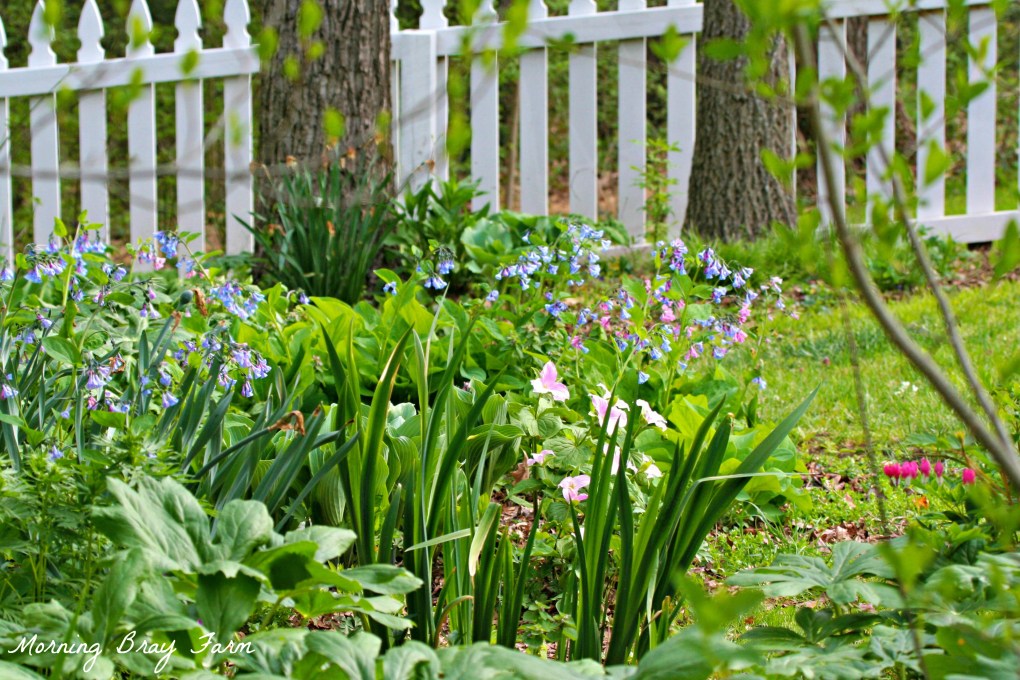 Plants and Flowers | Morning Bray Farm | Page 2