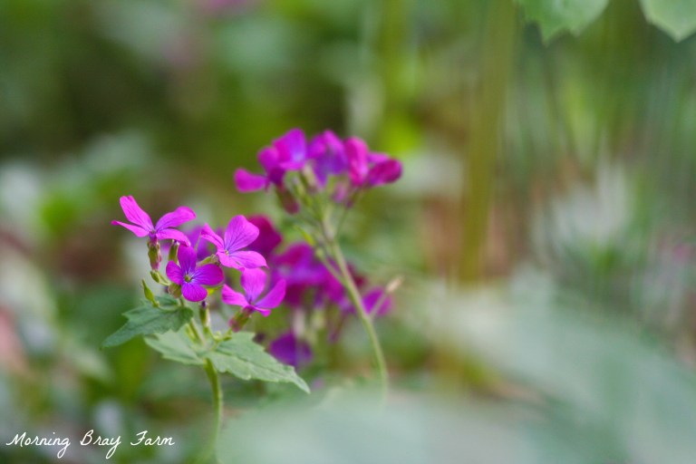 Plants and Flowers | Morning Bray Farm | Page 2