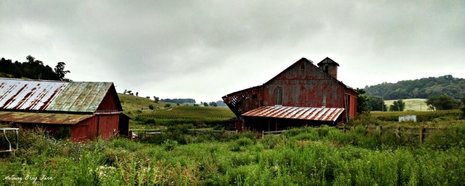 Donkeys | Morning Bray Farm