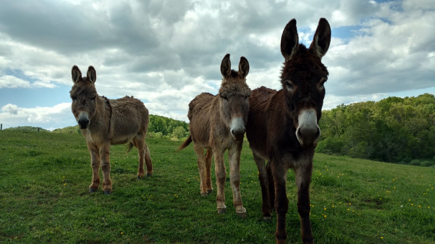 Donkeys | Morning Bray Farm